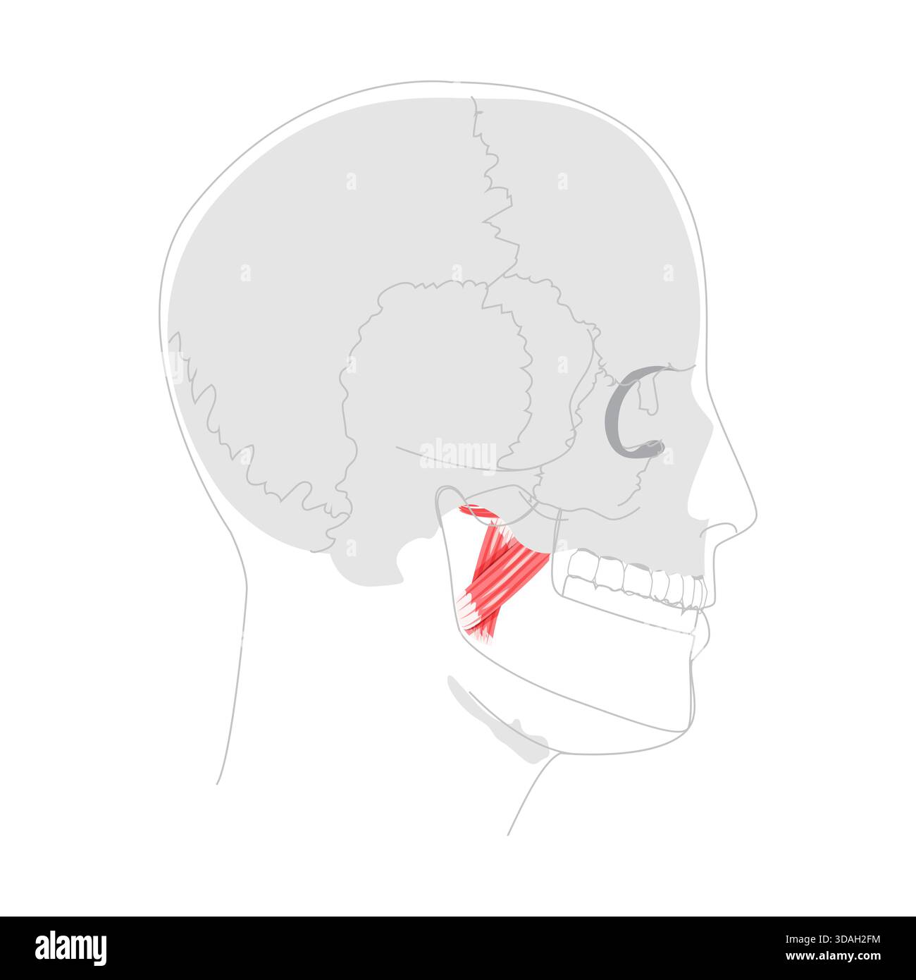 Temporomandibular joint hi-res stock photography and images - Alamy