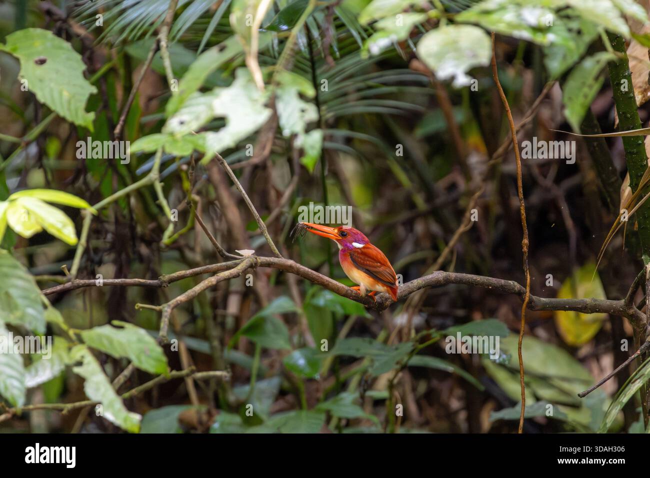 Philippine dwarf kingfisher hi-res stock photography and images - Alamy