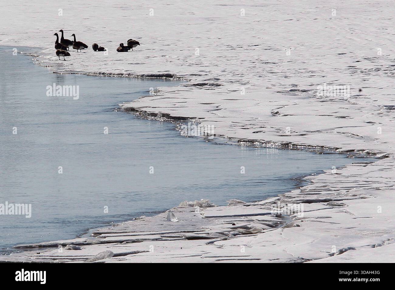 Canada geese sit on the edge of a large sheet of ice on the Red River ...