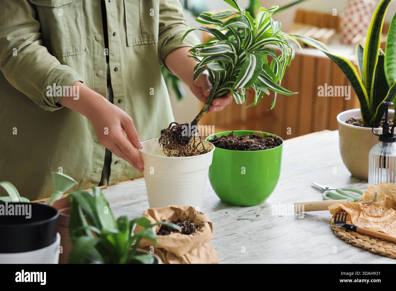 Adult gardener repotting houseplant hi-res stock photography and images ...