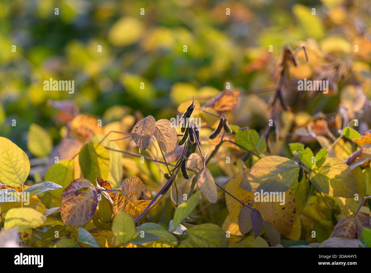 Microview composition hi-res stock photography and images - Alamy