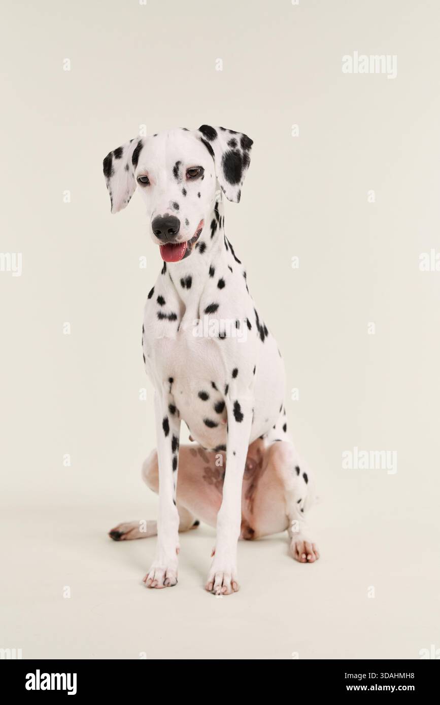 Calm Dalmatian sits on clean studio backdrop looking forward. Dog's ...