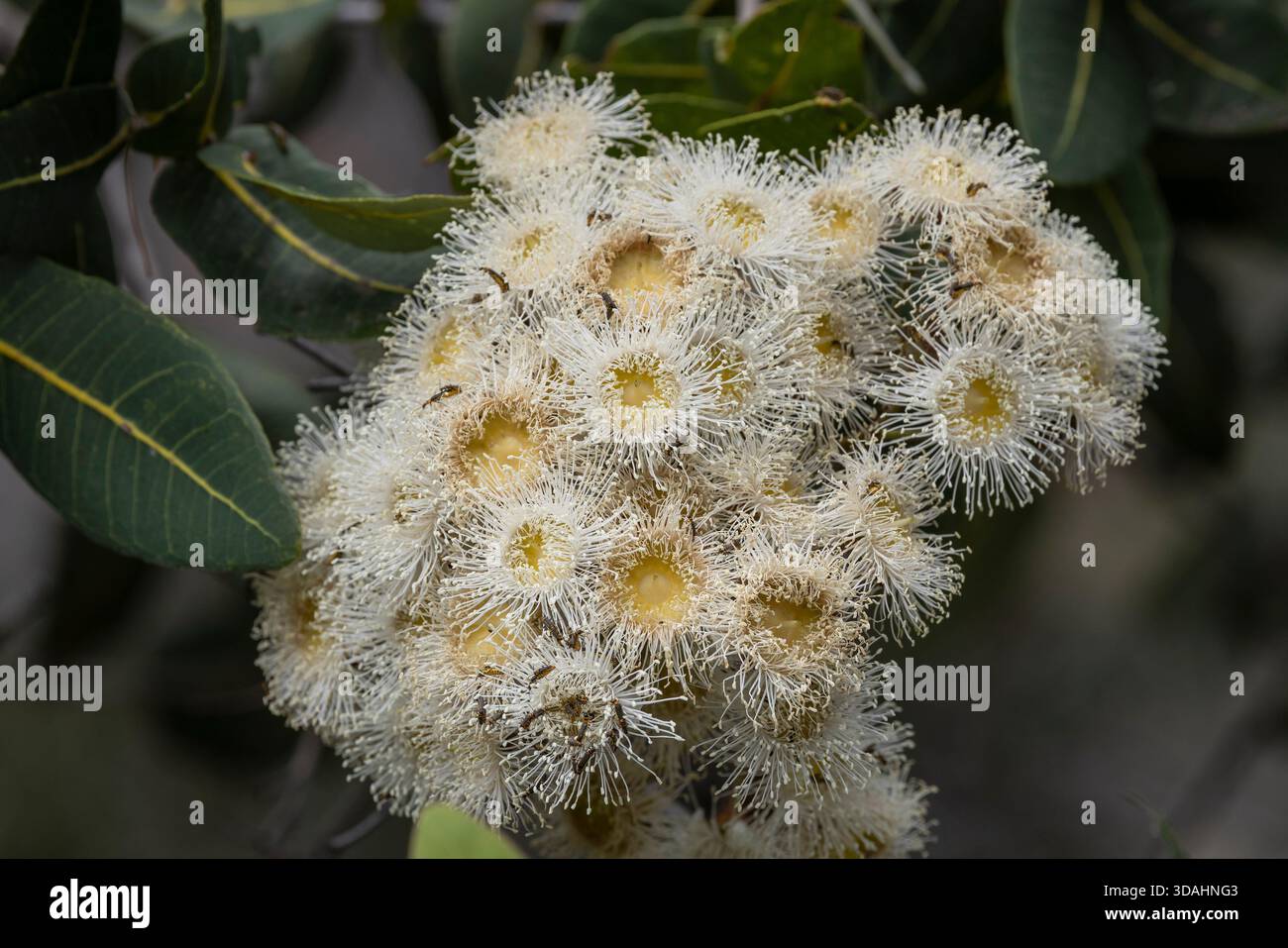 Dwarf Apple Gum tree in flower Stock Photo - Alamy