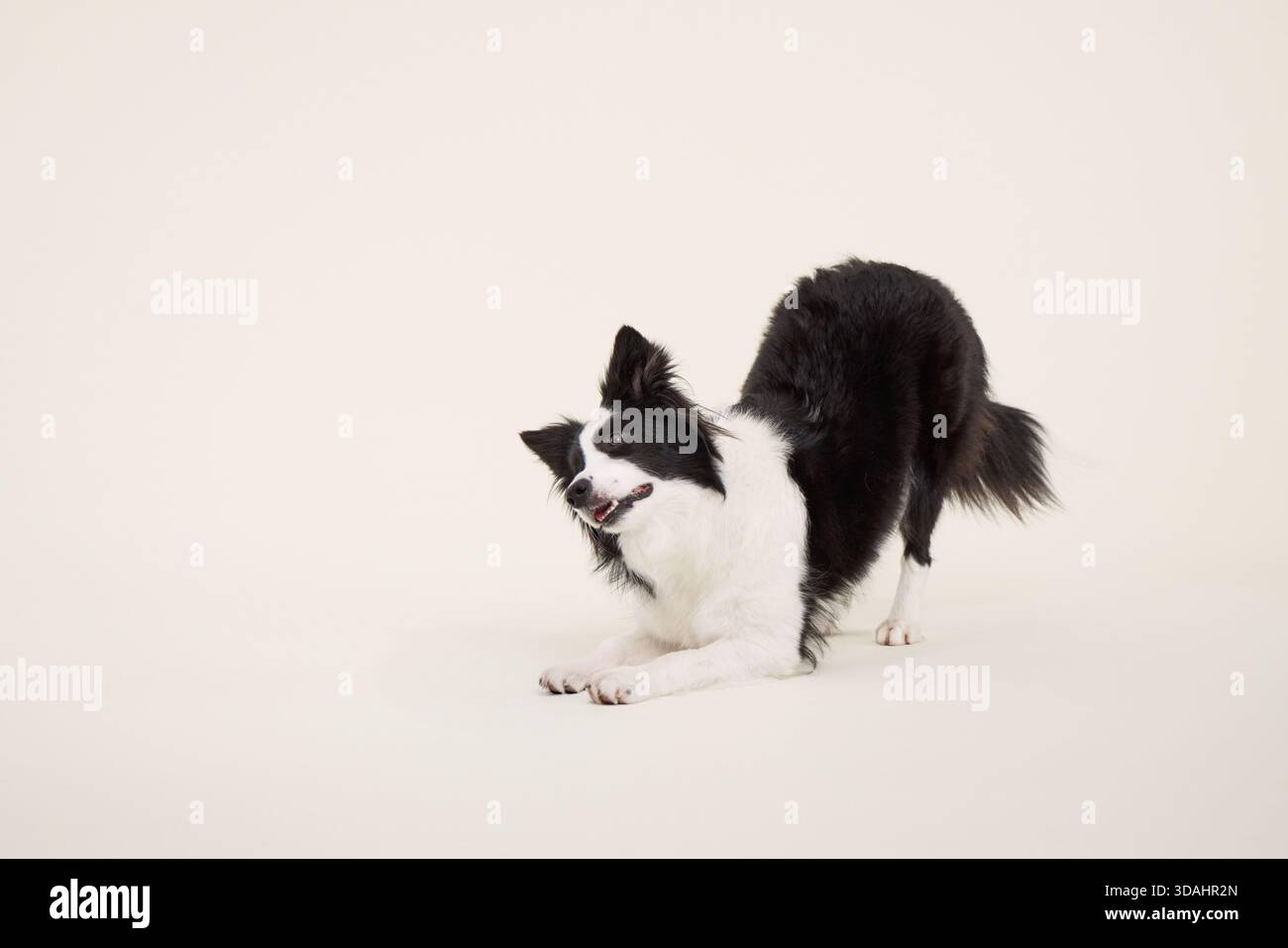 Border Collie does bowing trick with front legs lowered and ears up ...