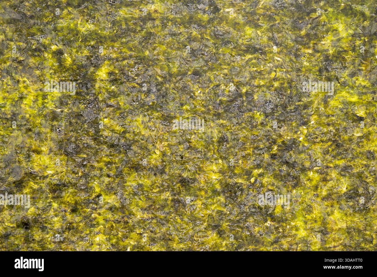 Sheet of dried nori surface. Dried seaweed texture background Stock ...