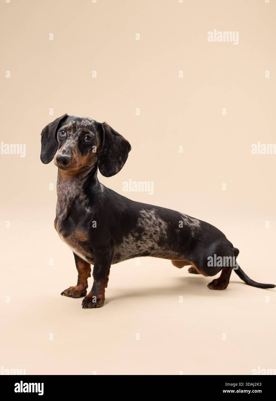 A small merle dachshund stands in profile with its tail down. The full ...