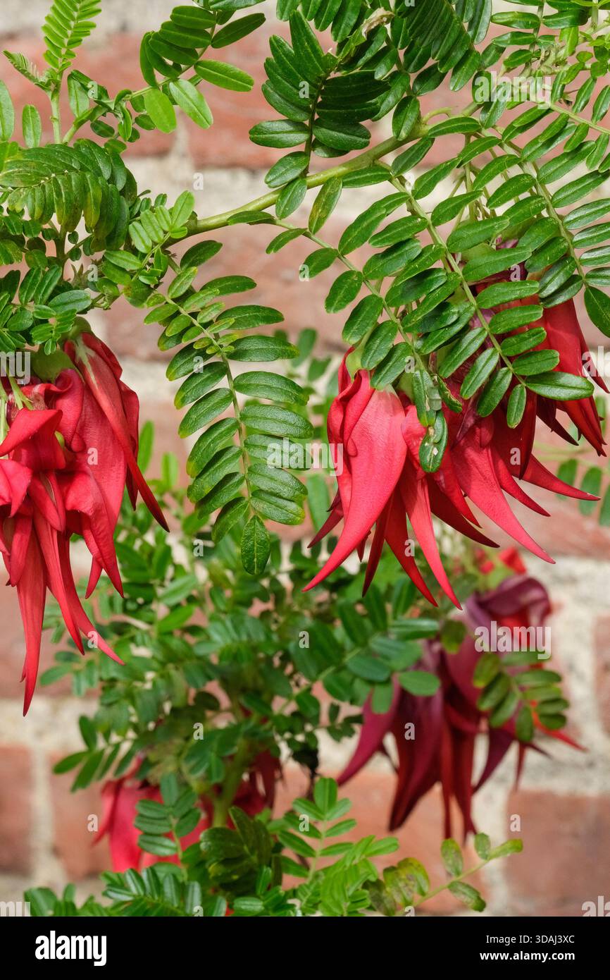 Kaka beak flower hi-res stock photography and images - Alamy
