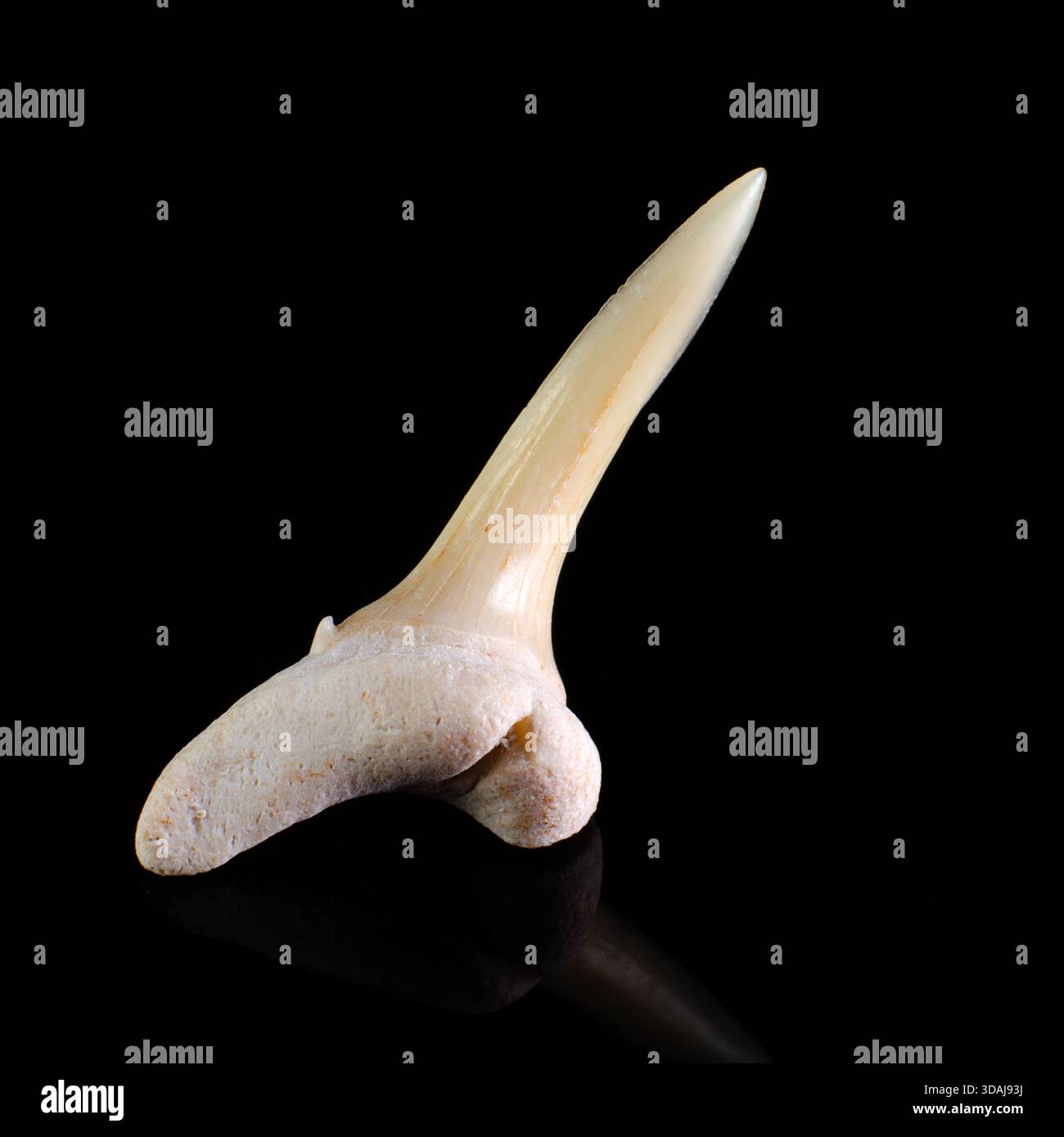 Teeth of an ancient shark that lived millions of years ago Stock Photo ...
