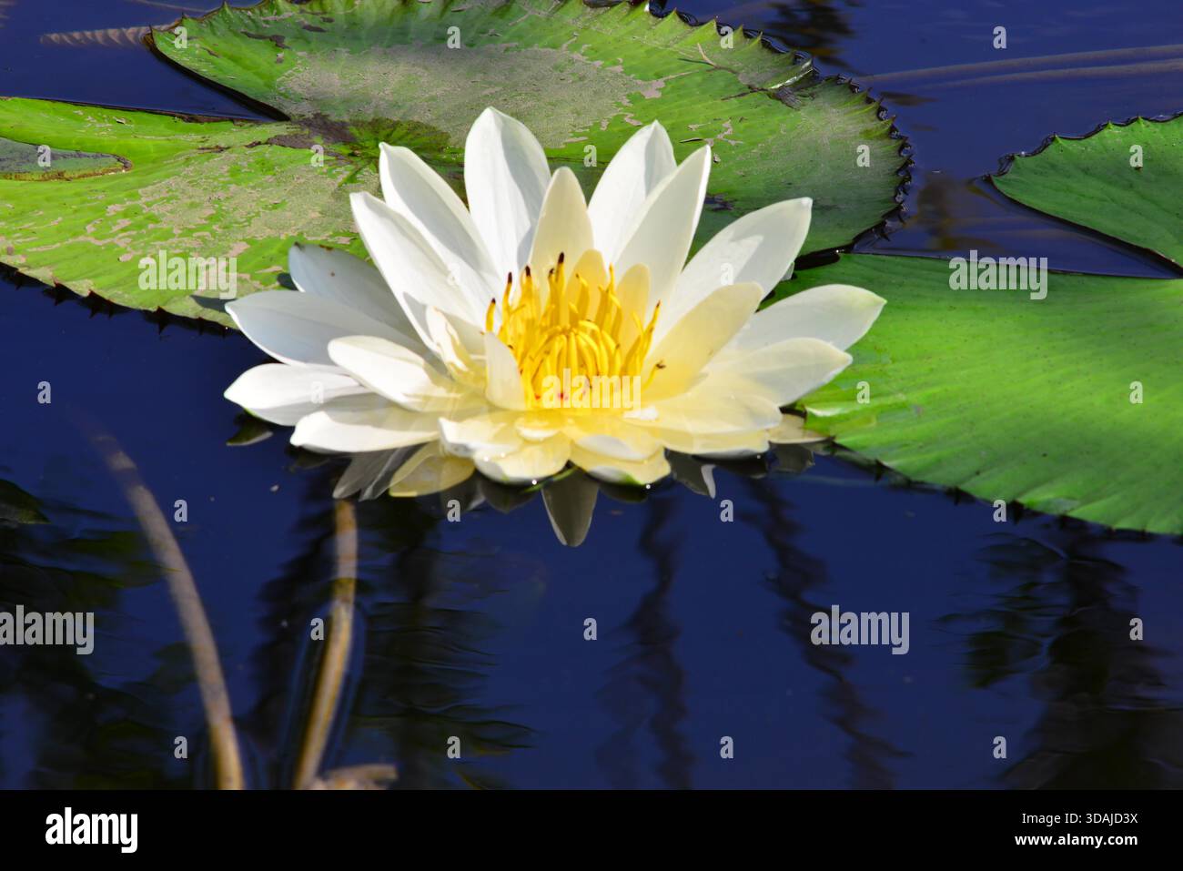 Lotus flowers bloom at a wetland park in Sanya City, southernmost China ...