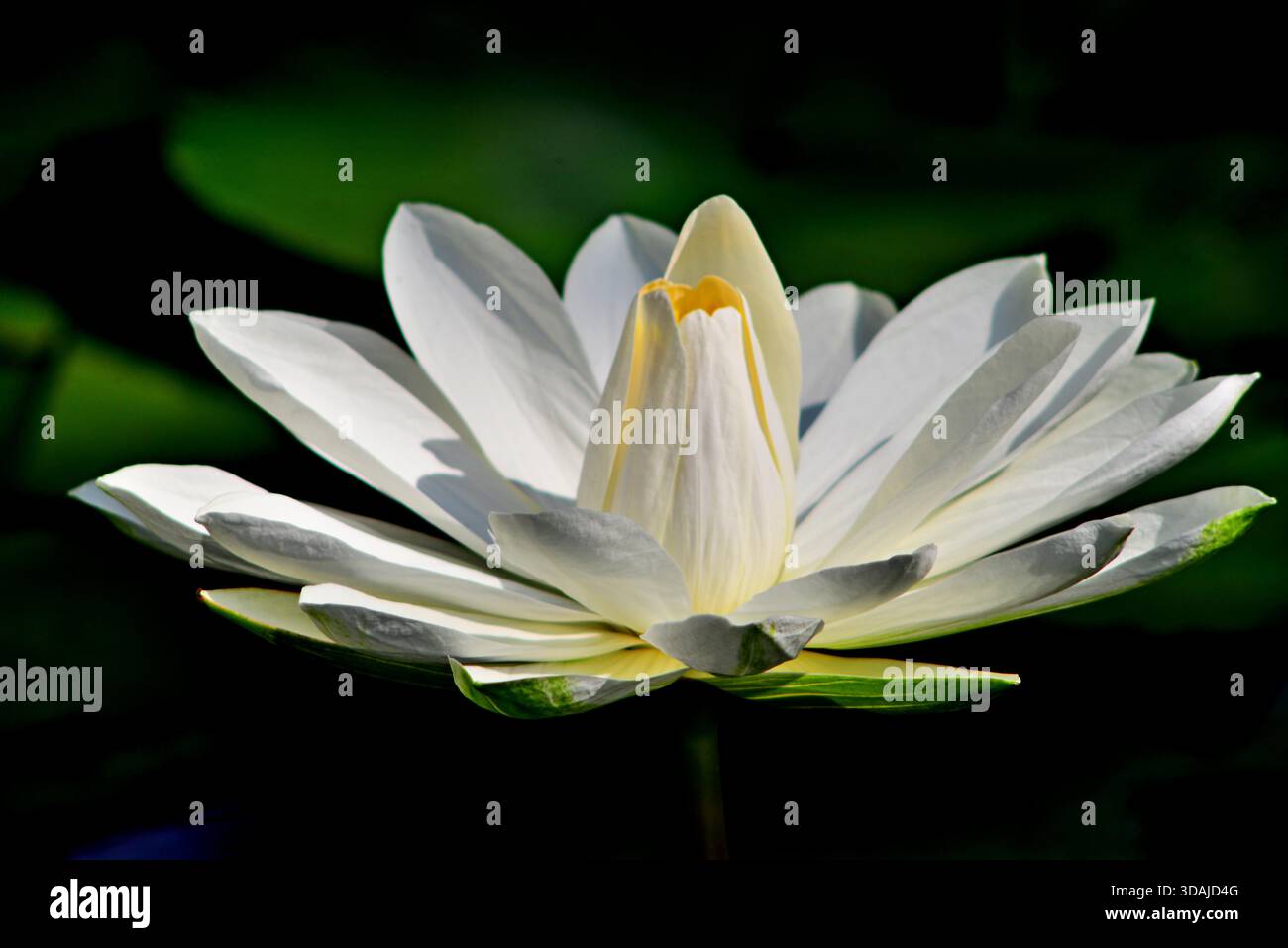 Lotus flowers bloom at a wetland park in Sanya City, southernmost China ...