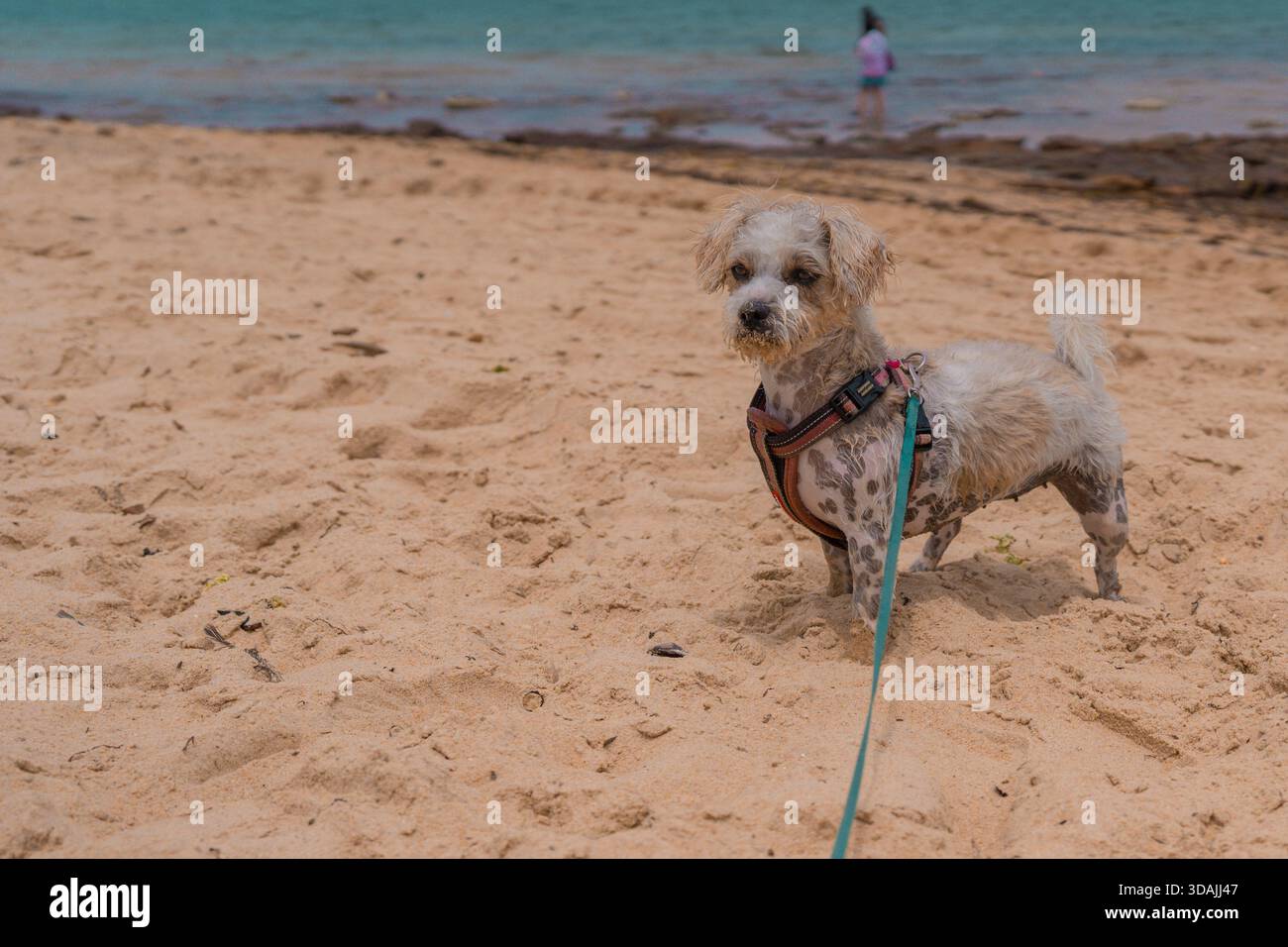 Jack Russell Cross Poodle Jackapoo smarty and cheeky on beach Stock ...