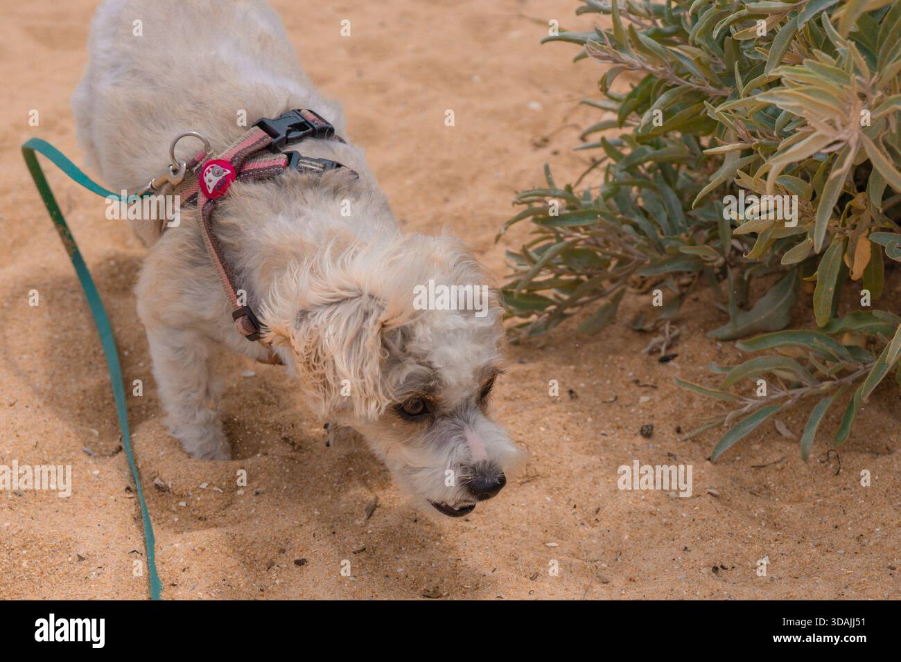 Jack Russell Cross Poodle Jackapoo smarty and cheeky on beach Stock ...