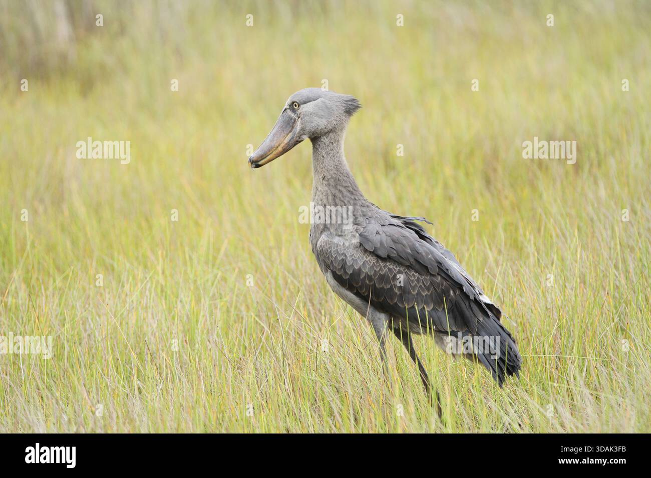 Shoebill balaeniceps rex stork standing hi-res stock photography and ...