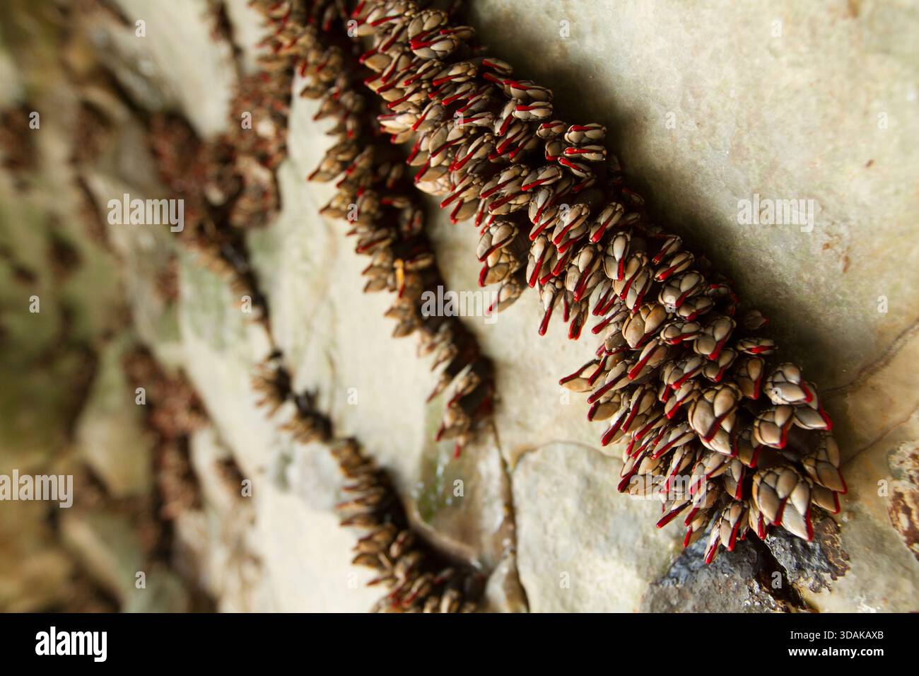 In Sintra, Portugal, goose barnacles (Percebes) cling tightly to a wave ...