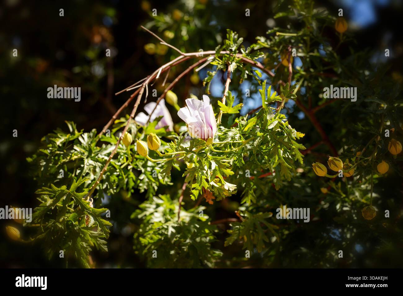 Significant Aboriginal Bush Food & Medicine Garden at the Museum of the ...