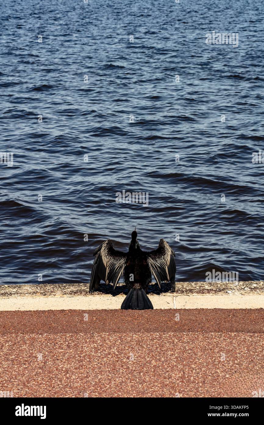 Australian smelt retropinna semoni hi-res stock photography and images ...