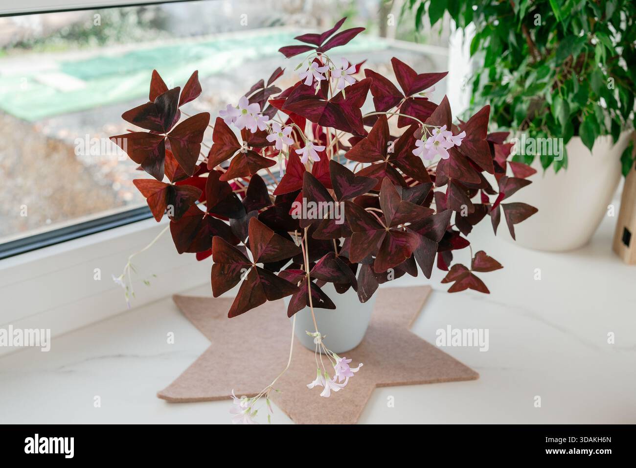 Red triangular leaves home hi-res stock photography and images - Alamy