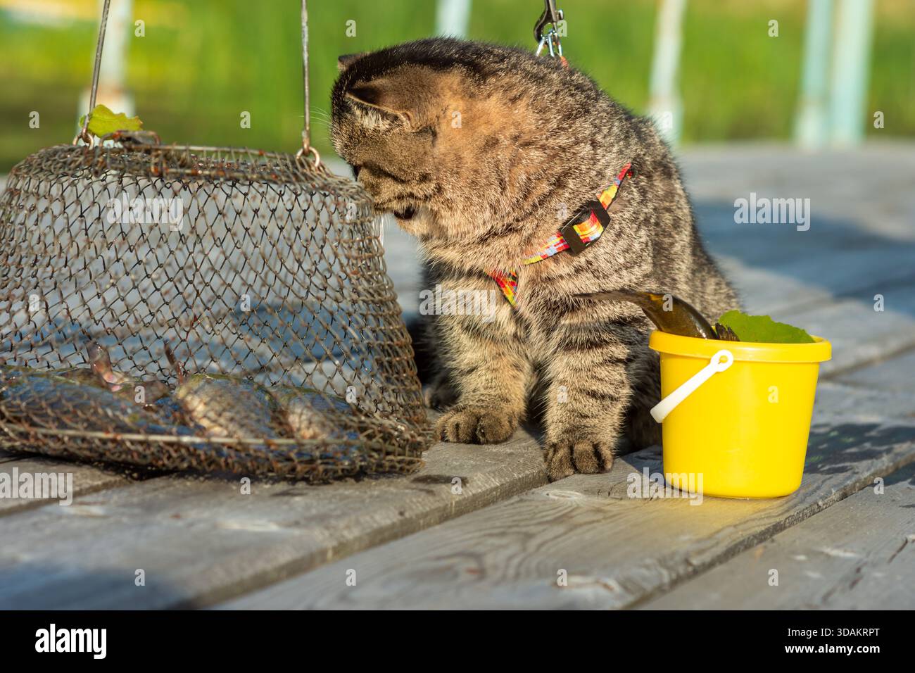 Curious tabby cat examines hi-res stock photography and images - Alamy