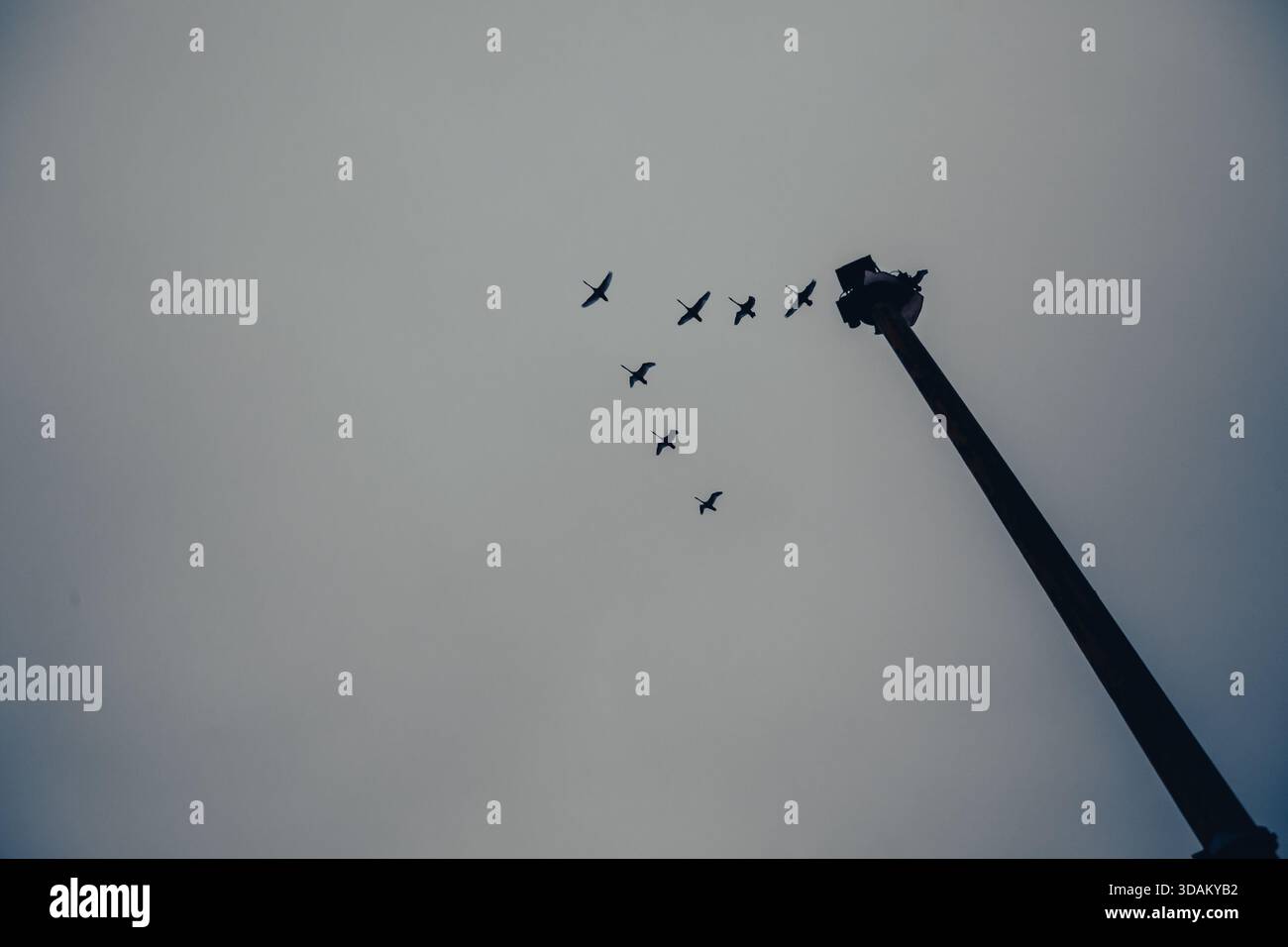 Minimalist line drawing flying hi-res stock photography and images - Alamy