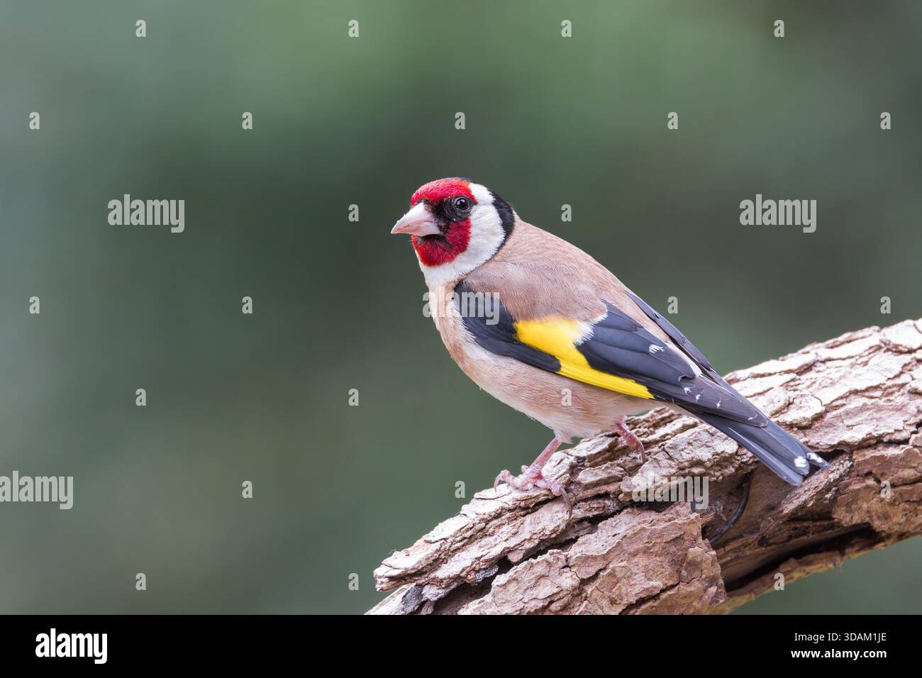 Goldfinch [ Carduelis Carduelis ] on rotten tree branch Stock Photo - Alamy