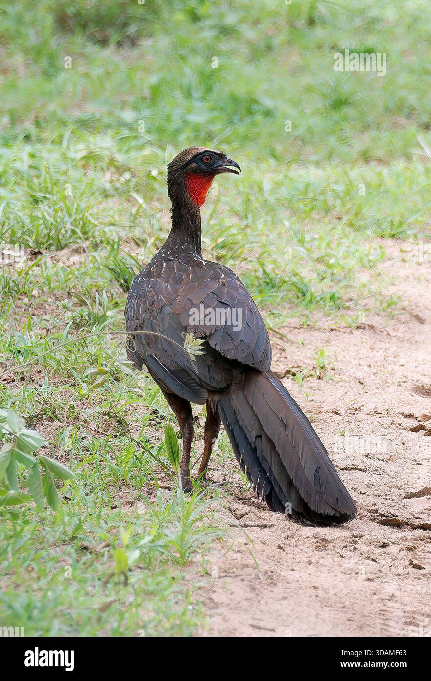chestnut-bellied guan, Rotbrustguan, Pénélope à ventre roux, Penelope ...