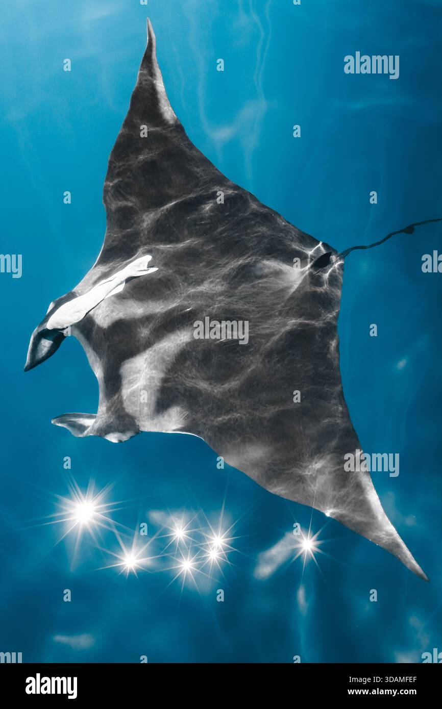Aerial view of a majestic manta ray gracefully gliding through the ...