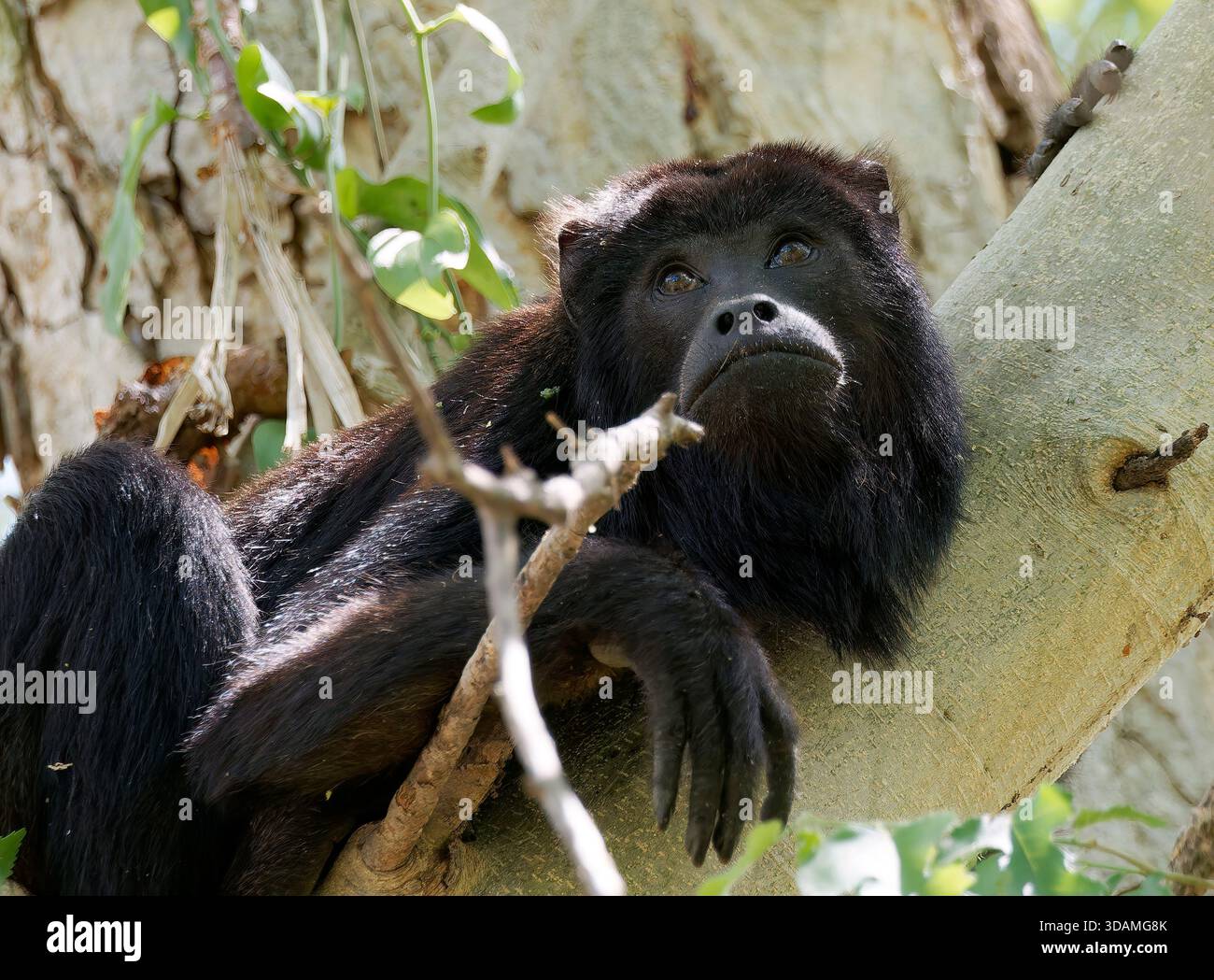 black howler, black-and-gold howler,Schwarzer Brüllaffe, Hurleur noir ...