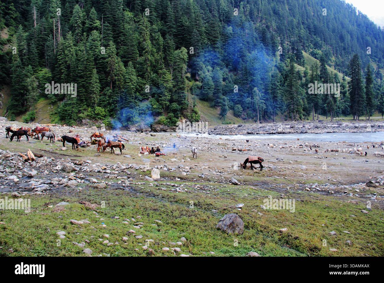 Azad kashmir animals hi-res stock photography and images - Alamy