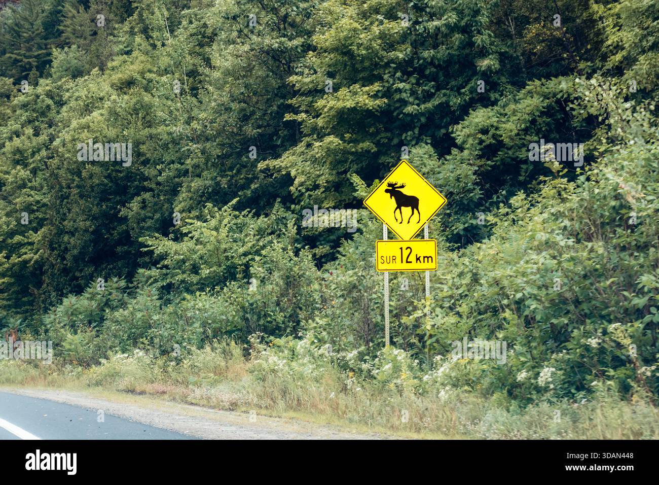 A roadside traffic sign warning drivers about moose crossing over the ...