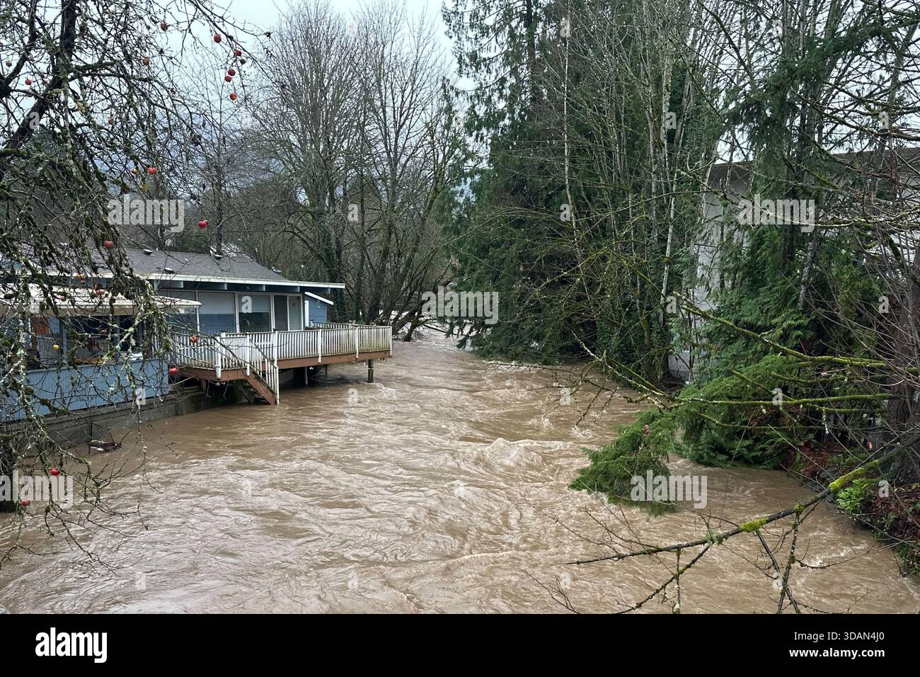 Waters from a rising and muddy Issaquah Creek flood the backyard of a ...