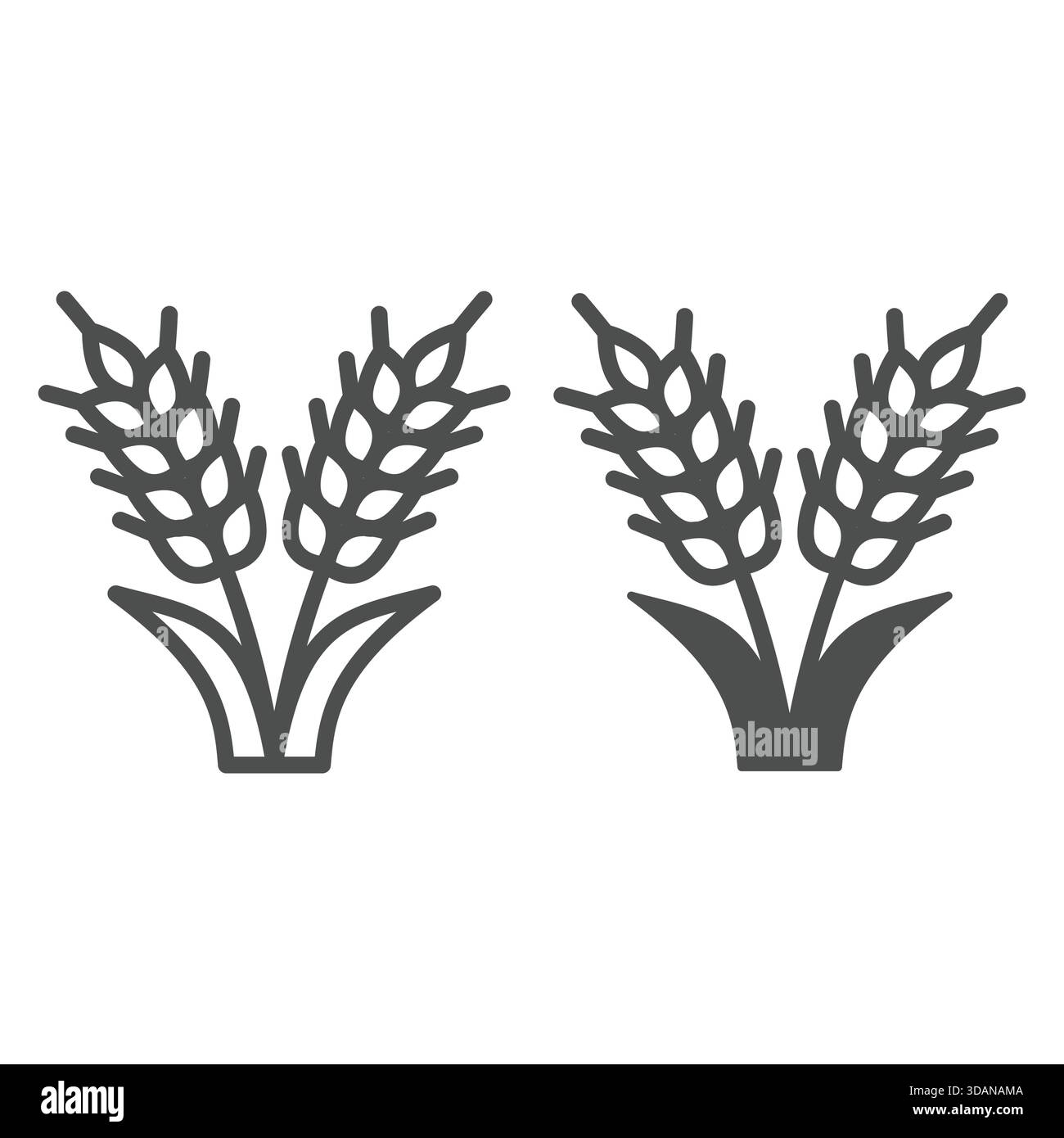 Spikes of wheat line and solid icon, farming field concept. Vector ...