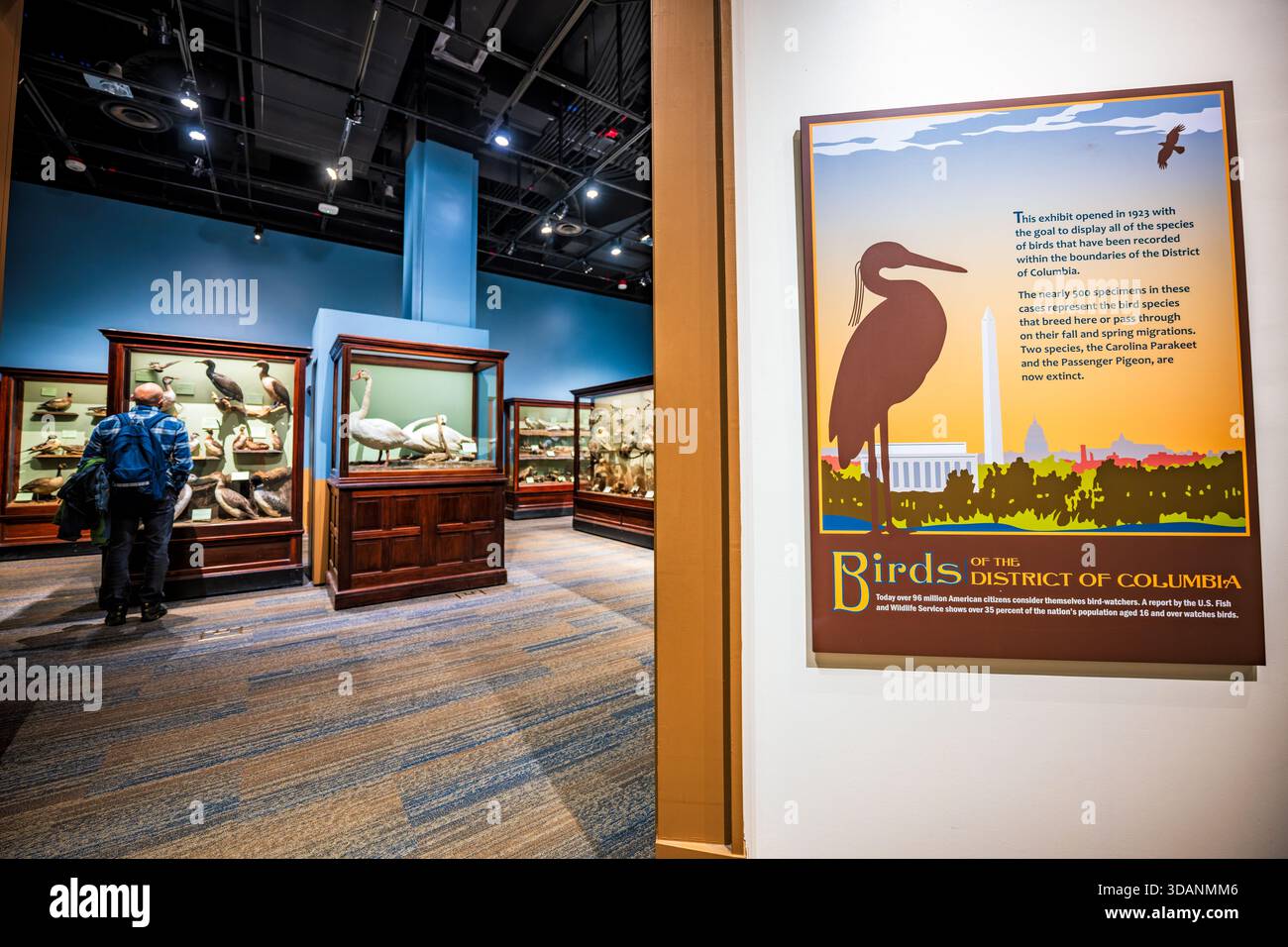 Prominent bird displays hi-res stock photography and images - Alamy