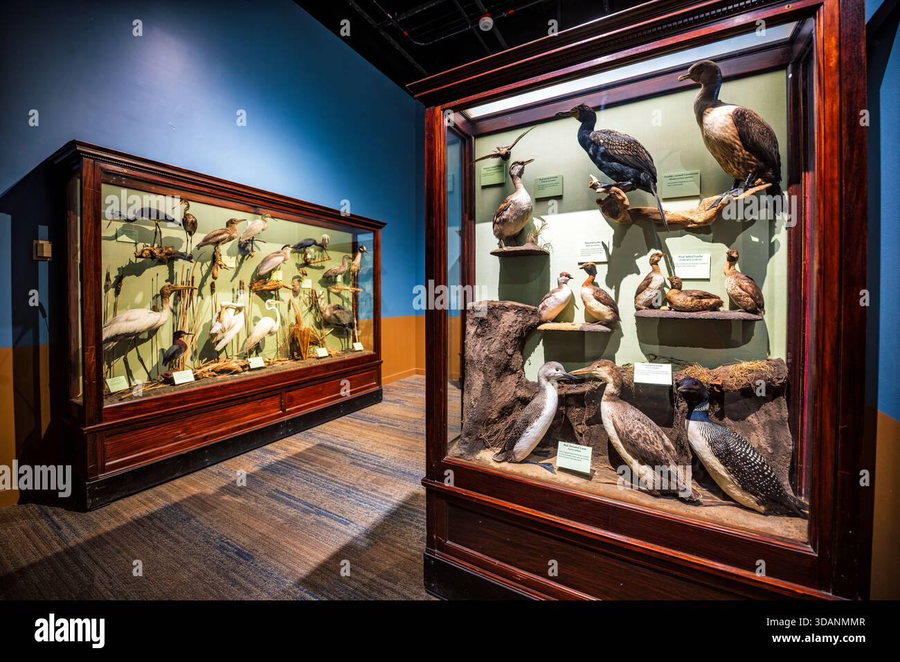 Diverse avian fauna hi-res stock photography and images - Alamy