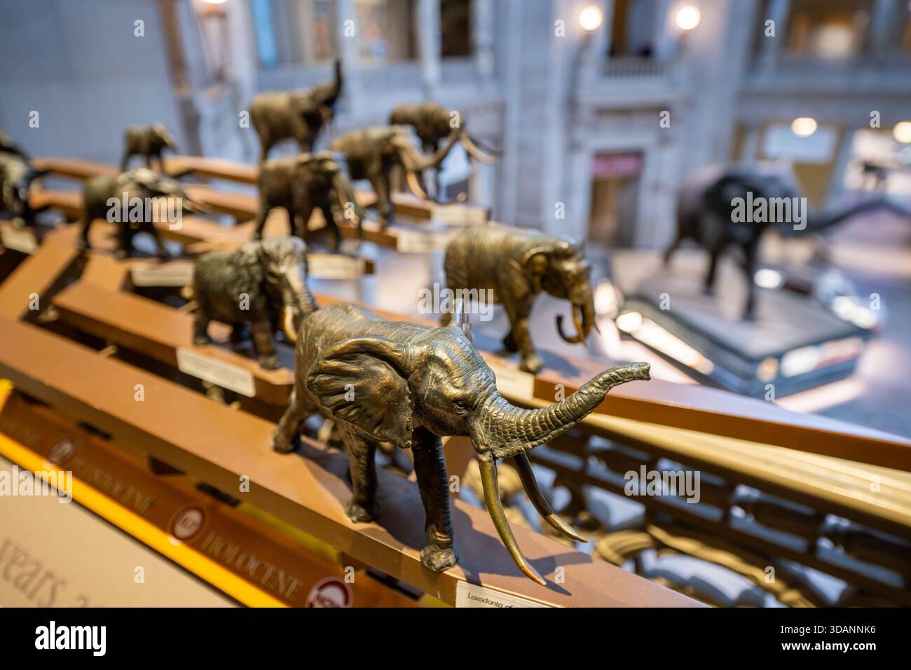 Smithsonian Natural History Museum Elephant Models Washington DC ...