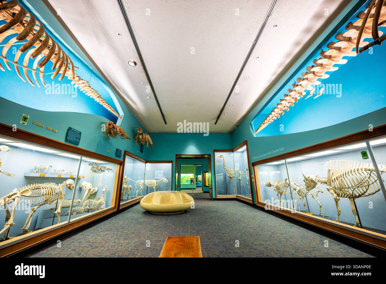 Smithsonian Natural History Museum Bone Hall Washington DC ...