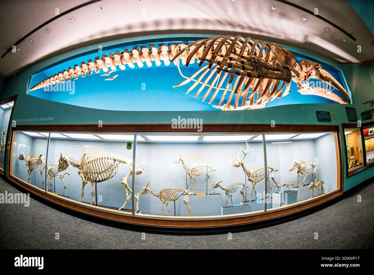 Skeletal similarities hi-res stock photography and images - Alamy