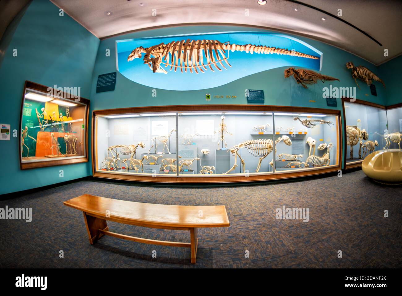 Smithsonian Natural History Museum Bone Hall Washington DC ...