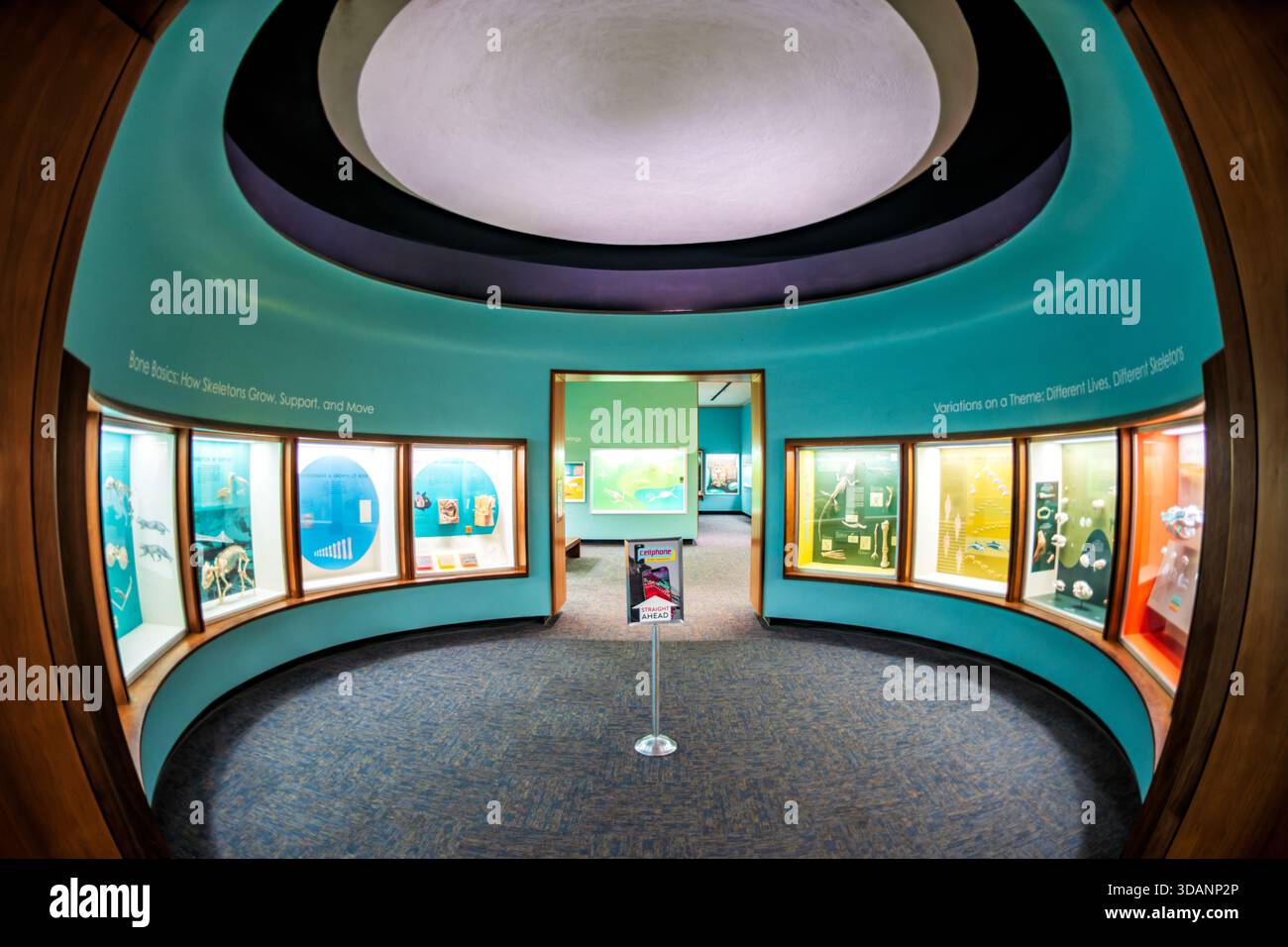 Smithsonian National Museum Of Natural History Bone Hall Washington DC ...