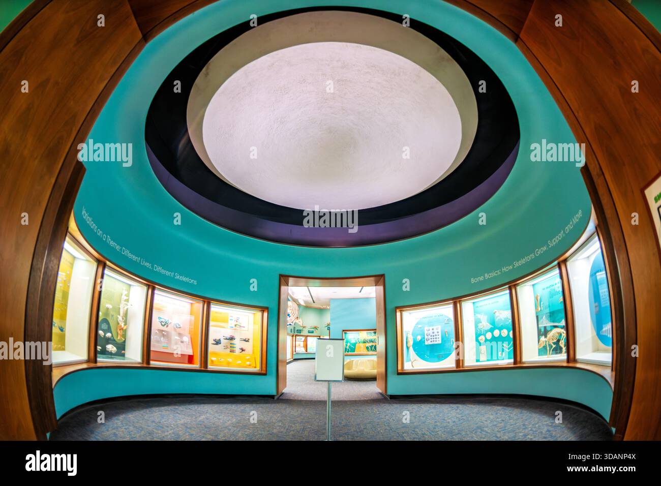 Curved display cases hi-res stock photography and images - Alamy