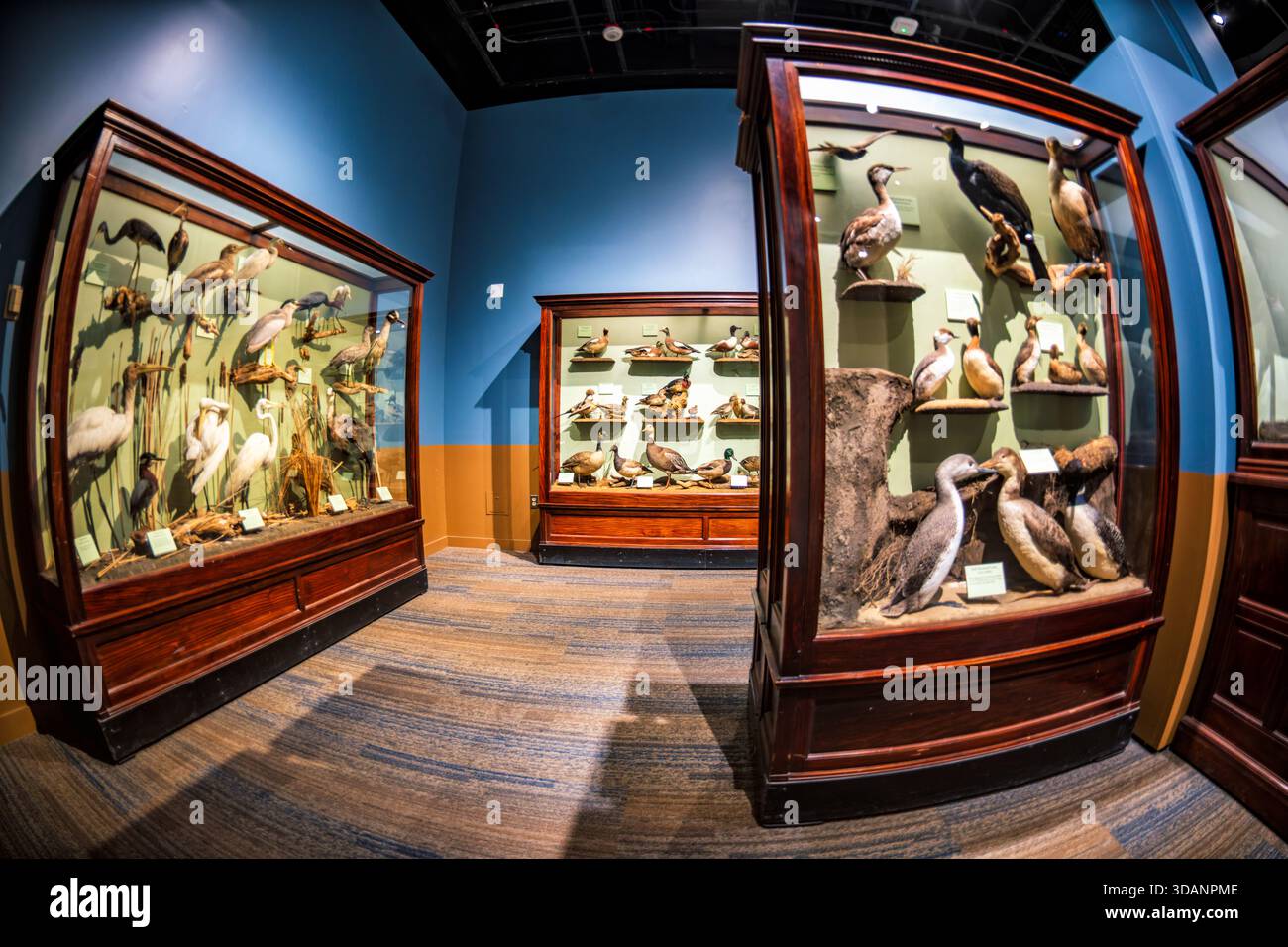 Rich understanding of natural history hi-res stock photography and ...