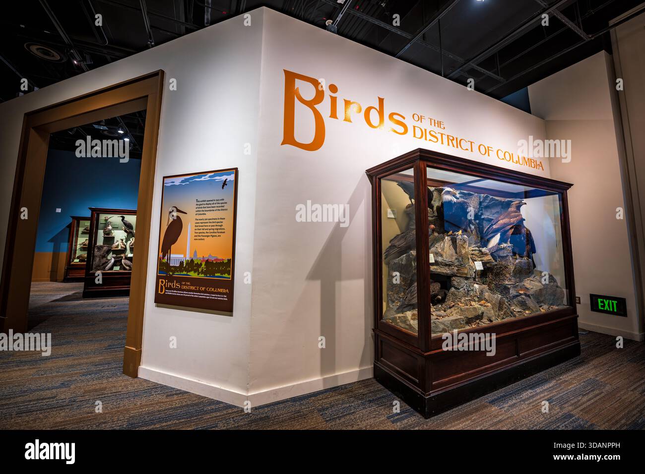 Birds prominent features hi-res stock photography and images - Alamy