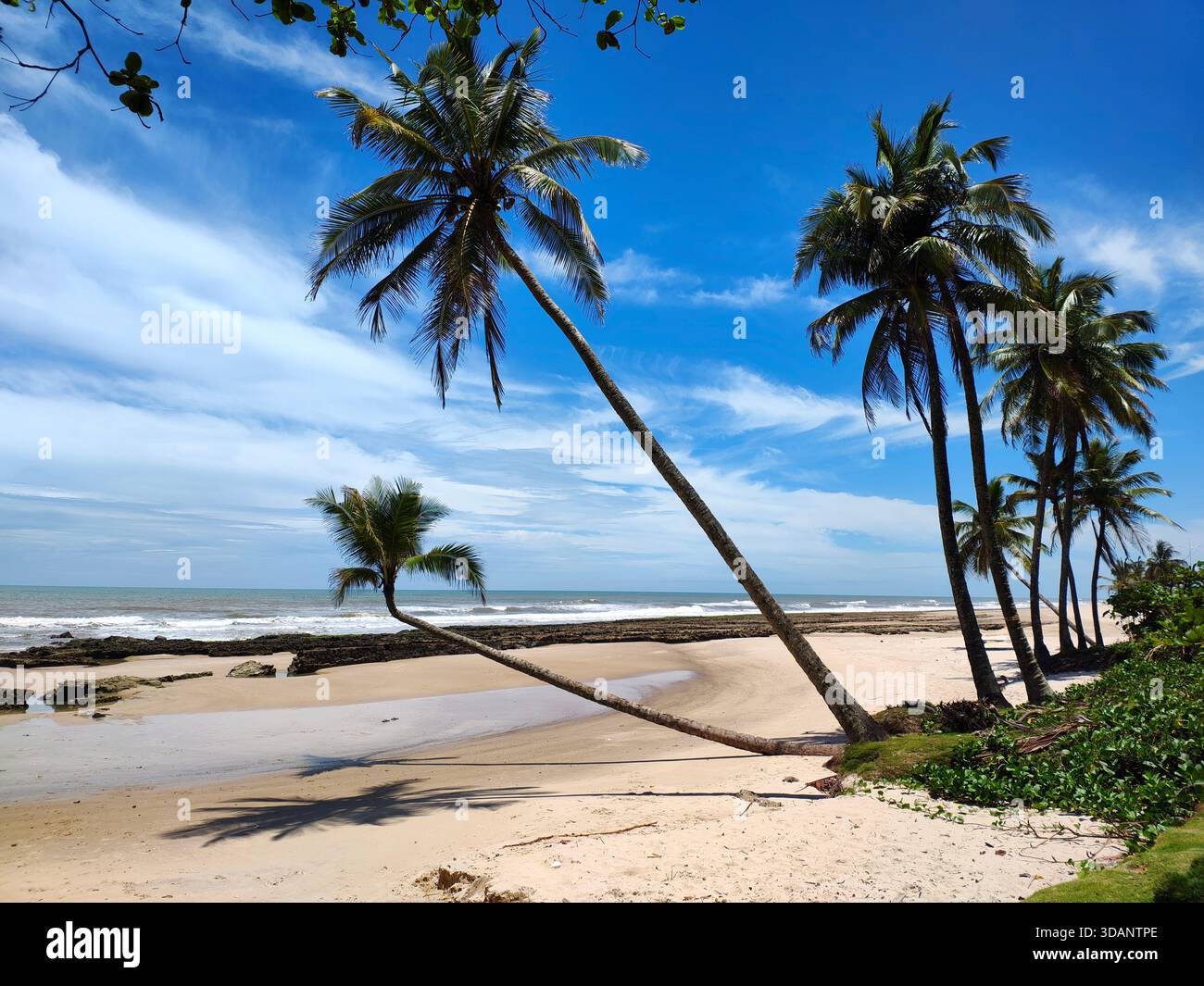 Leaning palm trees on Brazilian beach Stock Photo - Alamy