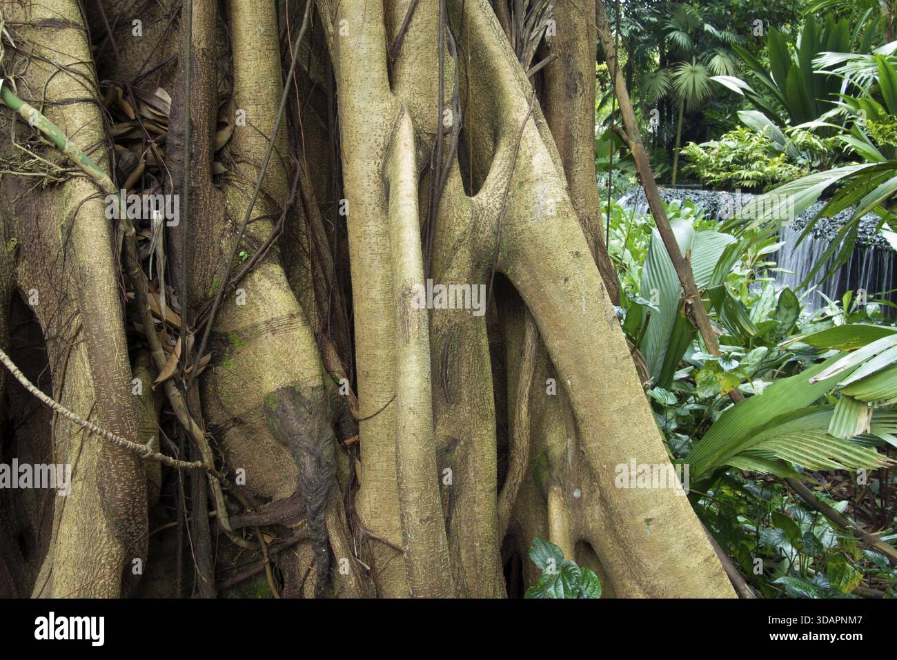 Powerful aerial roots of giant ficus tree with green tropical forest ...