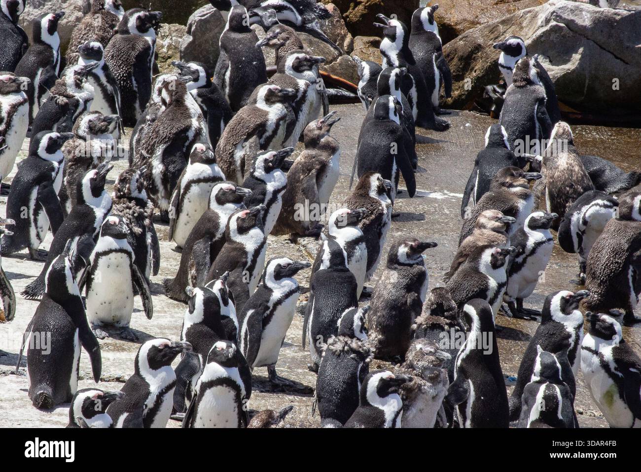 African penguins on coastal rocks hi-res stock photography and images ...