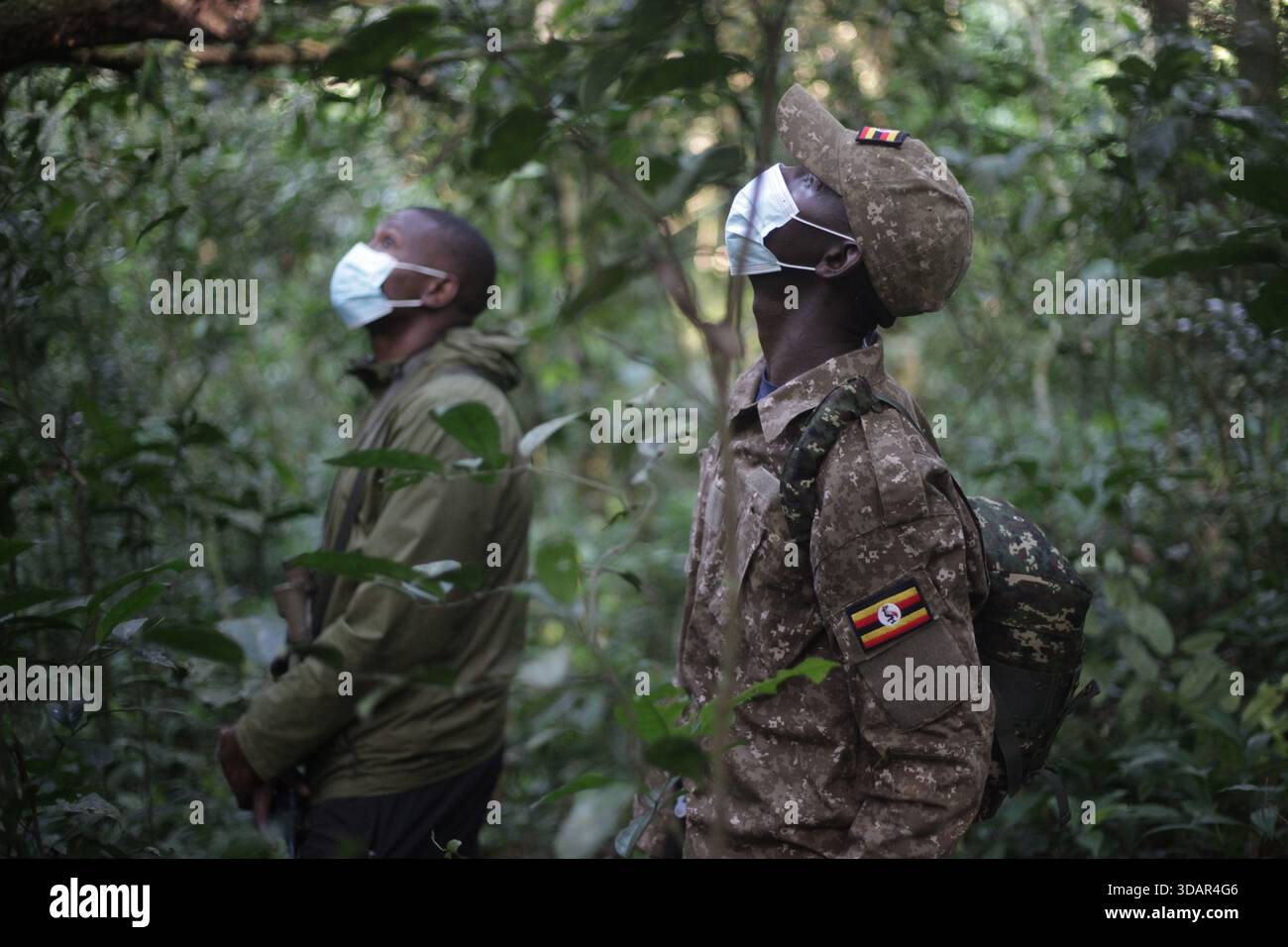 Chimpanzee trackers follow a troop of the primates in Kibale Forest ...