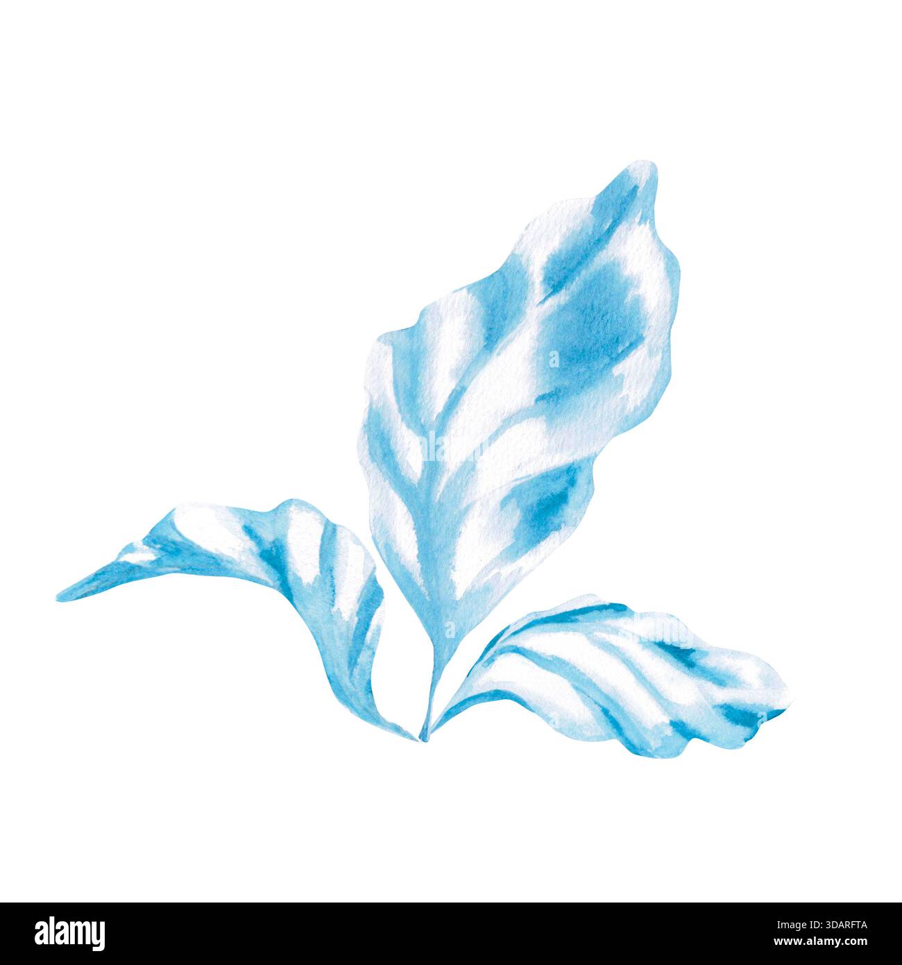 Blue seaweed leaves isolated Cut Out Stock Images & Pictures - Alamy