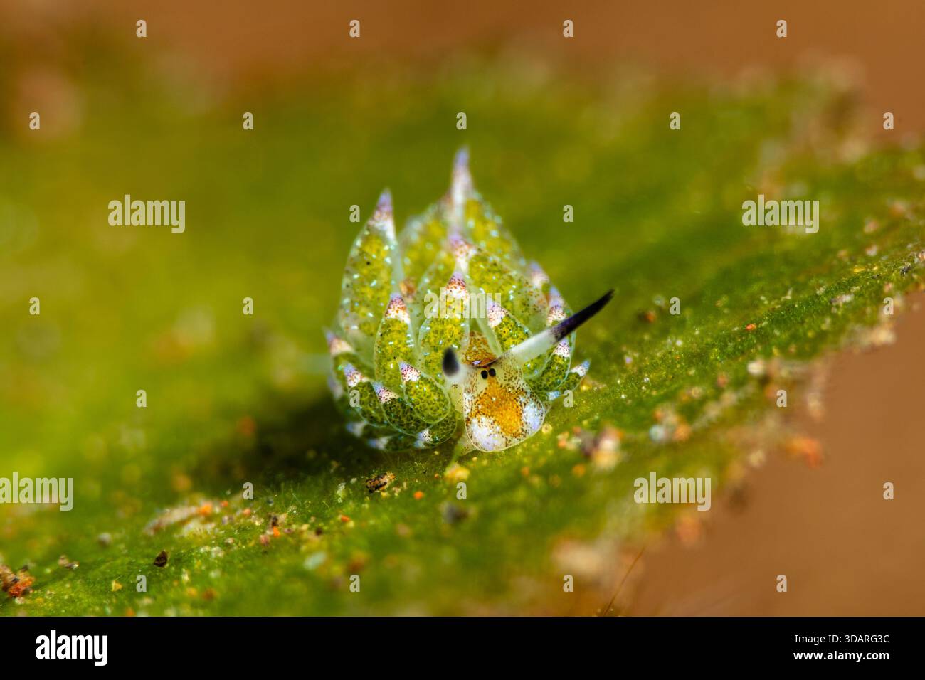 Leaf sheep nudibranch hi-res stock photography and images - Alamy