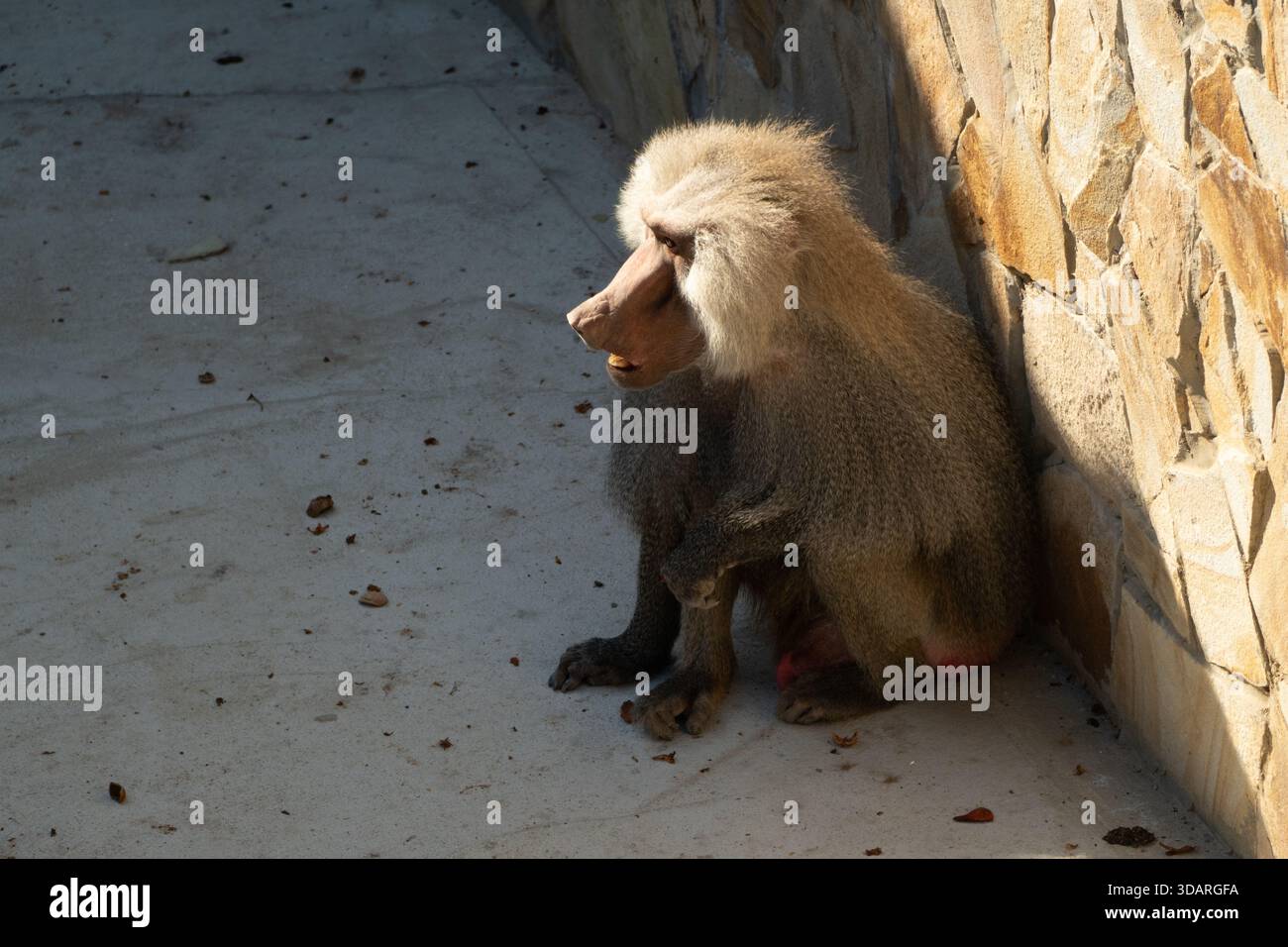 A baboon sits on the ground, its back against a stone wall, looking ...