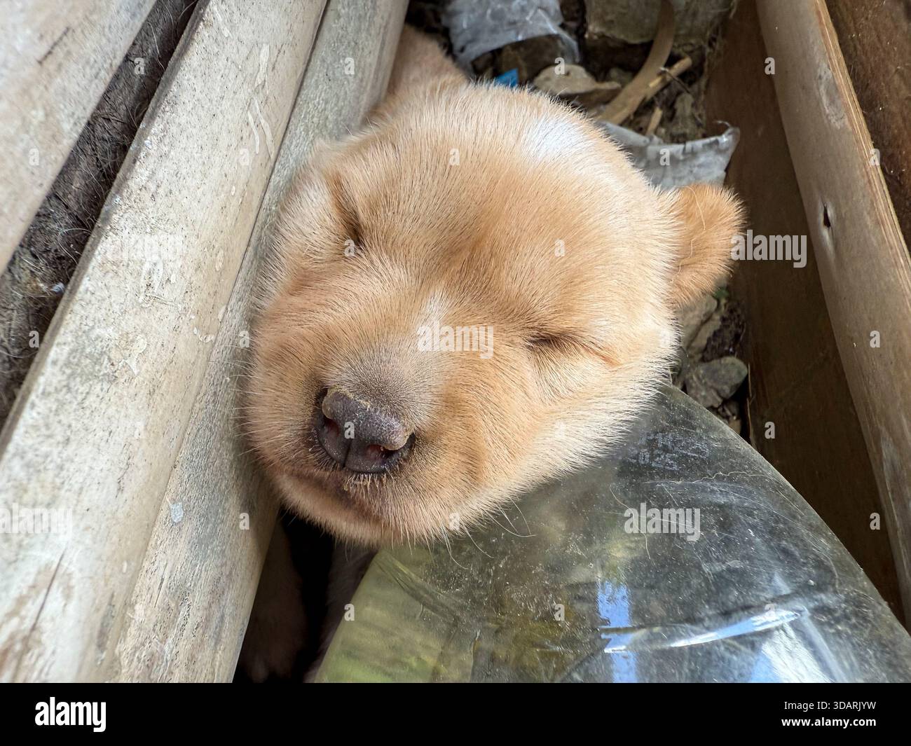 Cute face of Asong Pinoy (Aspin) / Asong Kalye (Askal) mongrel dog in ...