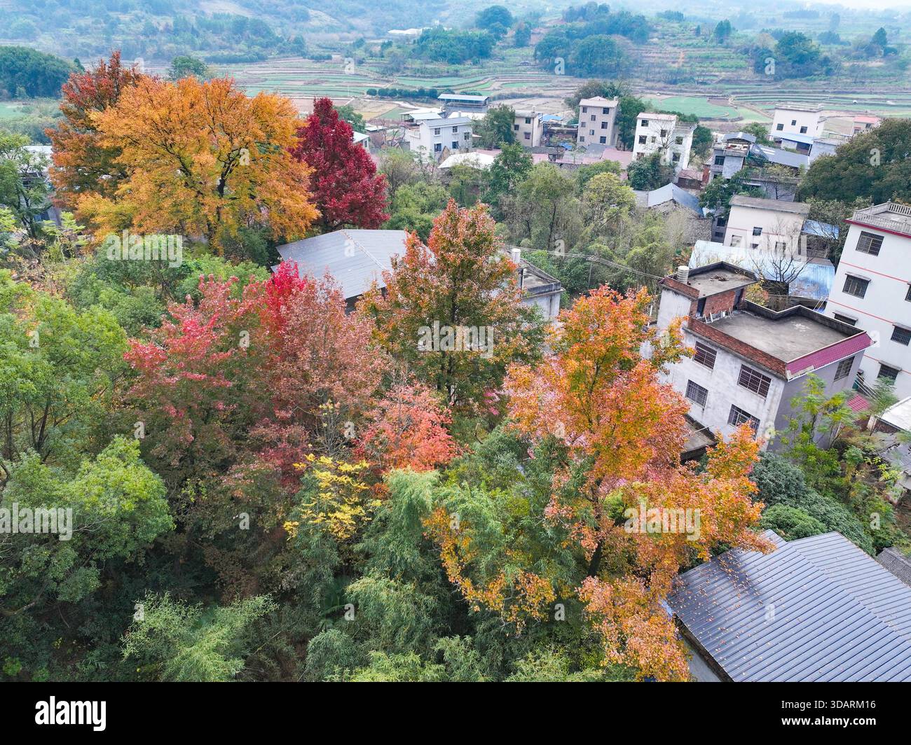 Aerial photo shows the colorful maple trees in Quanzhou County, Guilin ...
